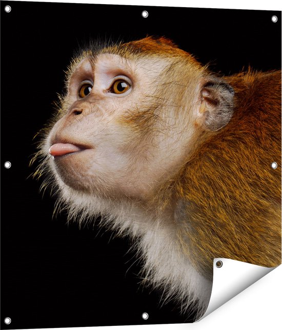 Gards Tuinposter Apenkop met Zijn Tong uit - Aap - 80x80 cm - Tuindoek ...