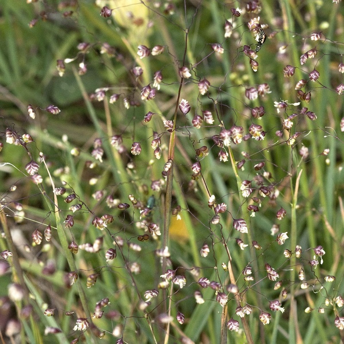 6x Trilgras - Briza media 'Limouzi' - Pot 9x9cm | bol.com