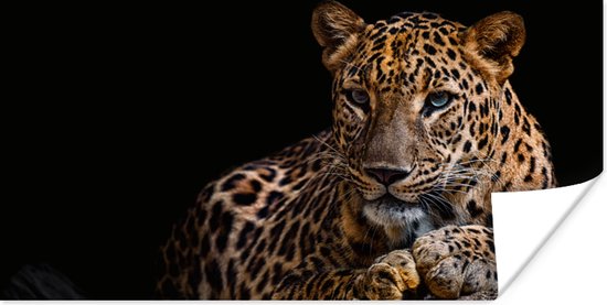 Poster Wilde dieren - Panter - Portret - Zwart - Dieren - 160x80 cm | bol