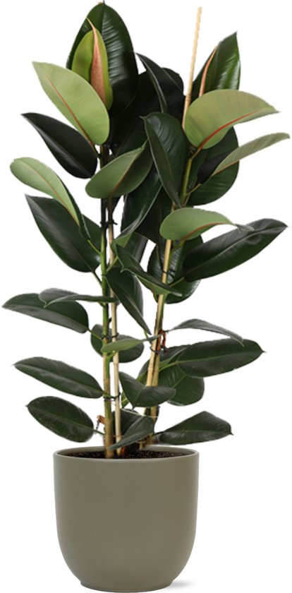 Ficus Elastica Robusta Ø24cm - 110cm in Boule OLIJF pot | bol