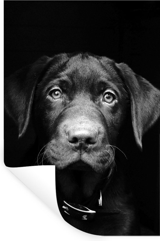 Muurstickers - Sticker Folie - Hond - Licht - Zwart - 60x90 cm - Plakfolie -... | bol