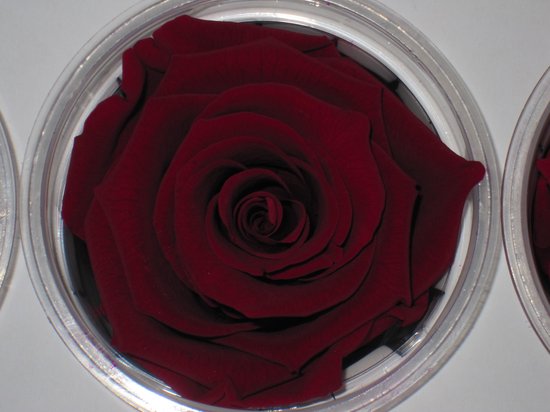 donker rode lang houdbare rozen | bol