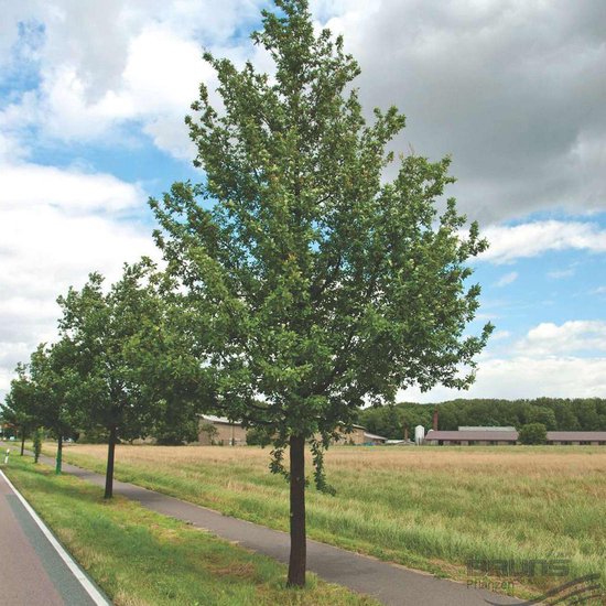 Quercus Robur - Chêne pédonculé - Arbre Tige 14-16 cm pot | bol.com