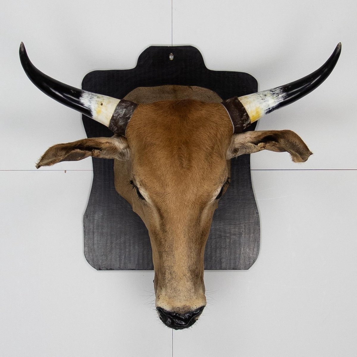 KOELAP Koeienkop - Bruinwit Gevlekt Koeienkop - 90 x 80 cm - 1000898 ...