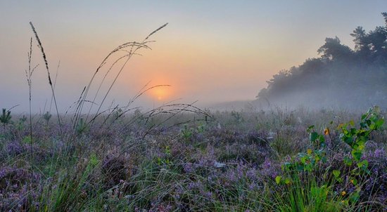 Fotobehang heideveld met zonsopkomst 450 x 260 cm - € 295,-- | bol