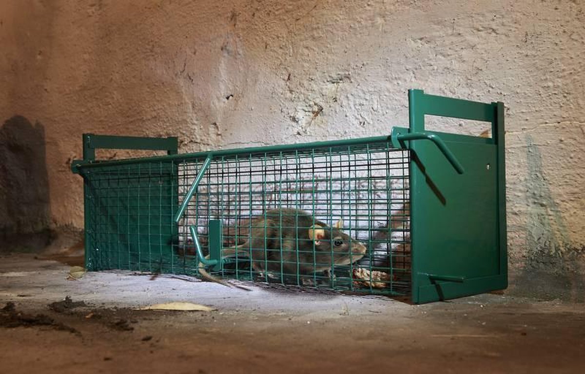 Rattenval met 2 ingangen | bol.com