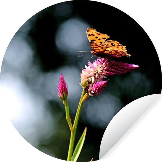 WallCircle - Muurstickers - Behangcirkel - Vlinder - Bloemen - Insecten - 30x30 cm -... | bol.com