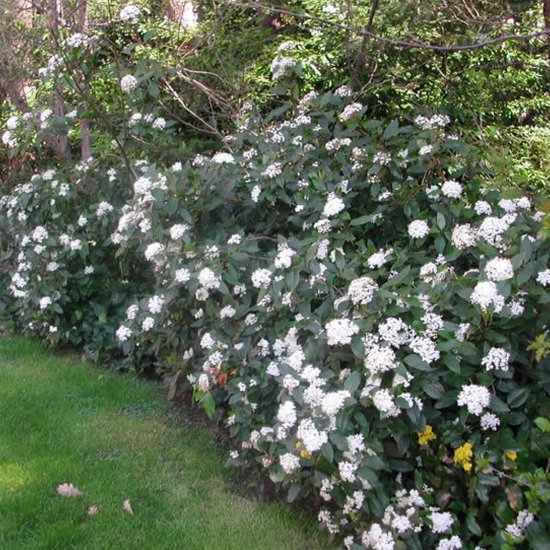 Sneeuwbal - Viburnum tinus - 60-80 cm | bol