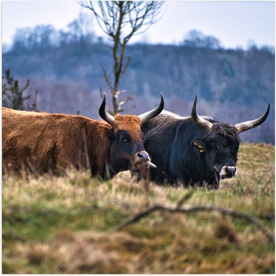 Poster Glanzend – Bruine en zwarte stieren staan in de natuur - 80x80 ...