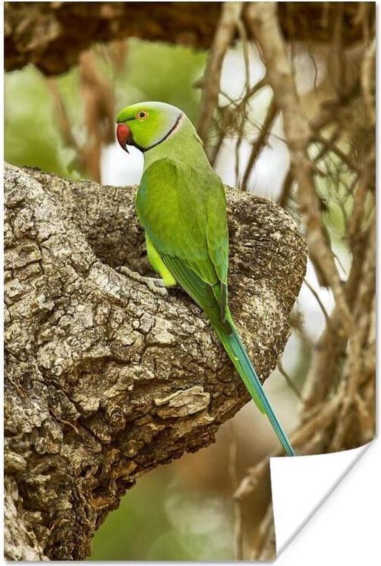 La belle fourrure verte d'une grande perruche alexandre assise sur une ...