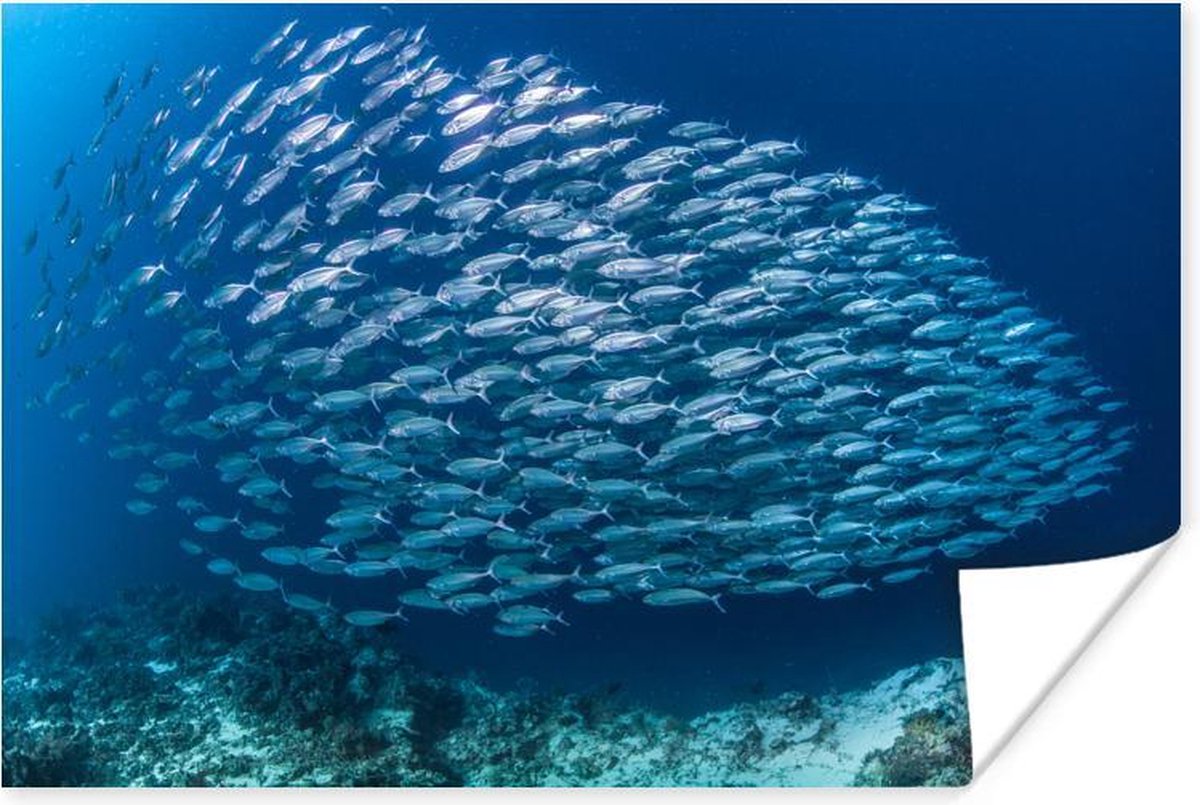 bol.com | Poster - School met vissen - 180x120 cm XXL