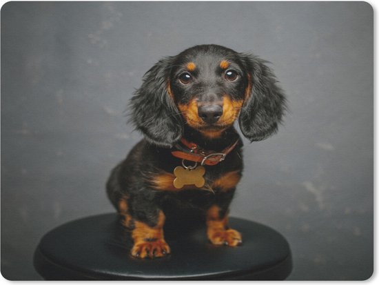 Muismat Teckel - Studio foto van teckel puppy muismat rubber - 23x19 cm ...