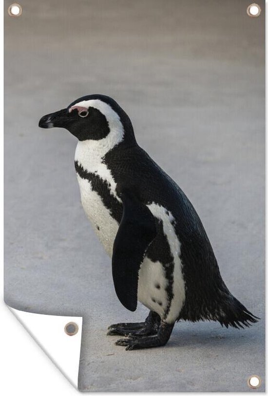 Un gros plan d'une belle affiche de jardin Pingouin à pieds noirs ...