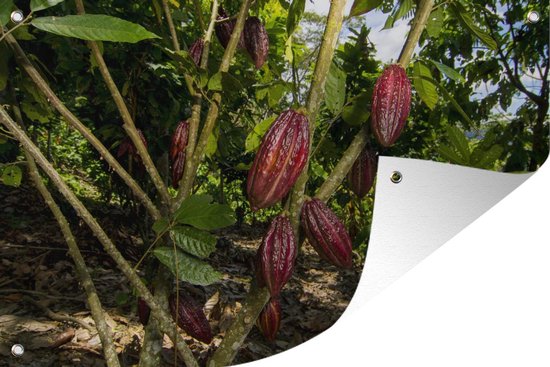 Fèves de cacao rouges mûres dans une belle jungle Affiche de jardin ...