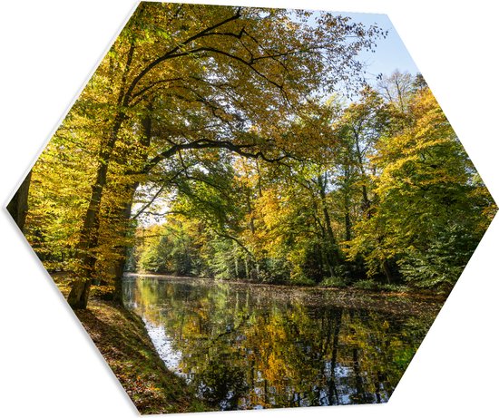 PVC Schuimplaat Hexagon - Zonnestralen door de Bladeren van de Bomen op ...