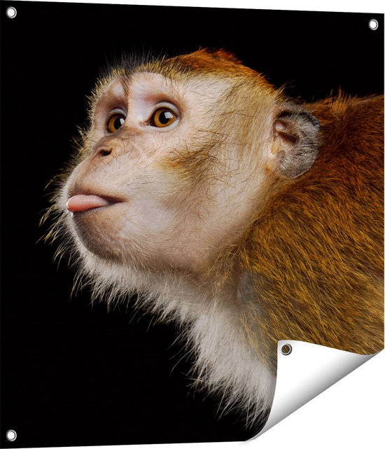 Gards Tuinposter Apenkop met Zijn Tong uit - Aap - 70x70 cm - Tuindoek ...