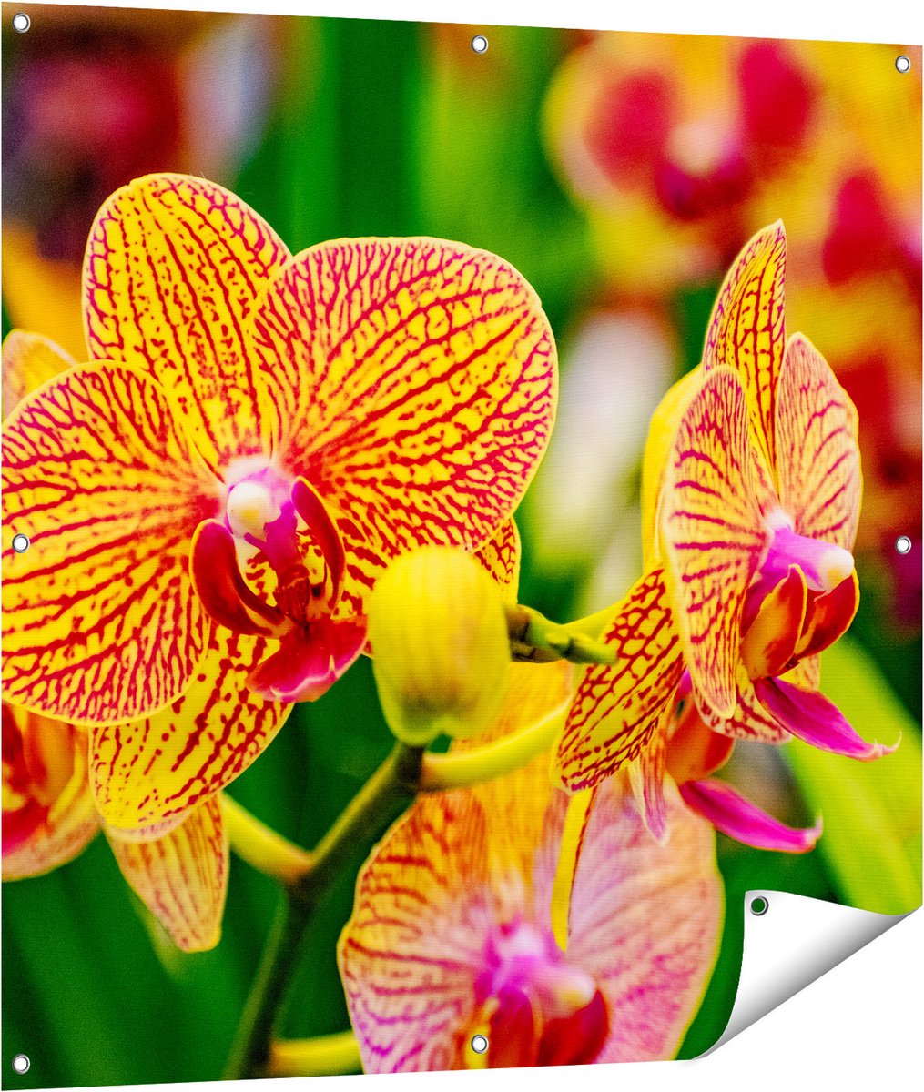 Gards Affiche de jardin Fleurs d'orchidées rouges jaunes - 100x100 cm ...