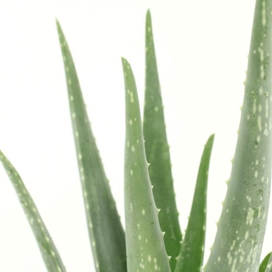 Hello Plants Echte Aloe Vera Plant - 2 Stuks - Ø 12 cm - Hoogte: 40 cm ...
