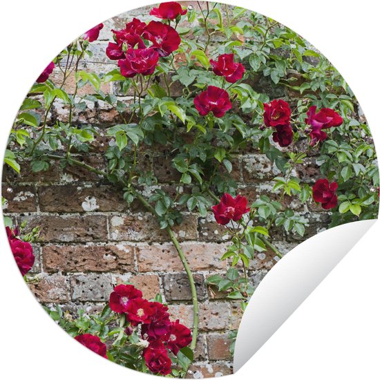 Tuincirkel Klimplant met rode bloemen op een stenen muur - 150x150 cm ...