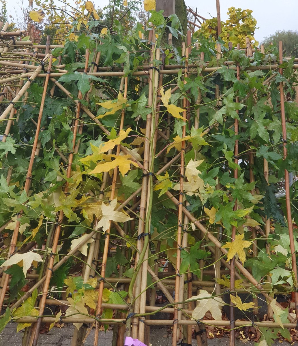 Liquidambar styraciflua | amberboom als leiboom | Stamomtrek: 6-8 cm | Stamhoogte: 150... | bol.com