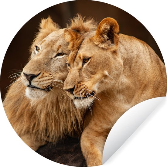 WallCircle - Muurstickers - Behangcirkel - Leeuwen - Bruin - Dieren - 100x100 cm -... | bol