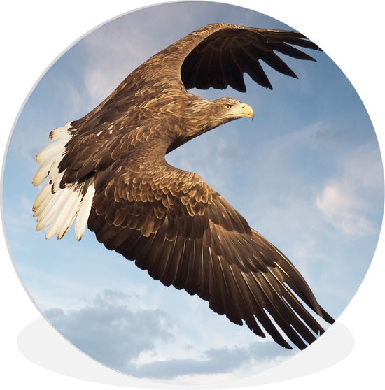 Wall Circle - Indoor Wall Circle - Flying European Bald Eagle - ⌀ 60 cm ...