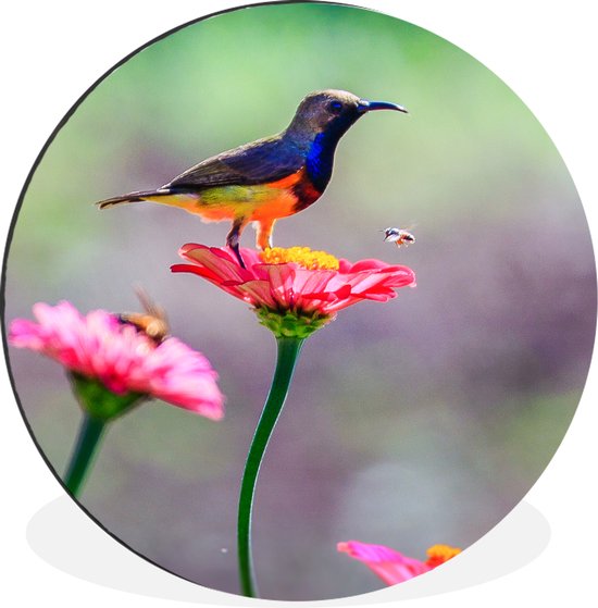 Cercle mural - Cercle mural - Gros plan d'un colibri sur fleurs roses ...