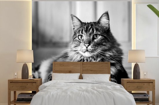 Behang - Fotobehang Langharig gestreepte Maine Coon kat - zwart wit ...
