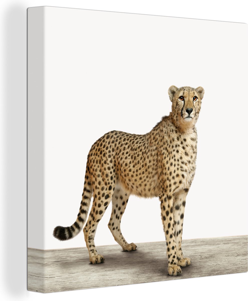 Wanddecoratie jongens - Meisjes - Luipaard - Roofdieren - Dier - Canvas ...