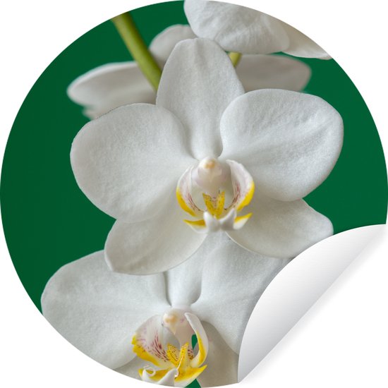 WallCircle - Muurstickers - Behangcirkel - Orchidee met groene achtergrond - 80x80 cm... | bol