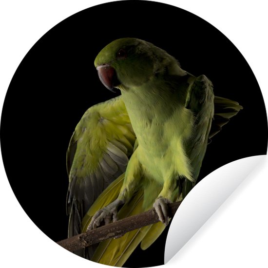 WallCircle - Muurstickers - Behangcirkel - Papegaai - Vogel - Tak - 100x100 cm -... | bol.com