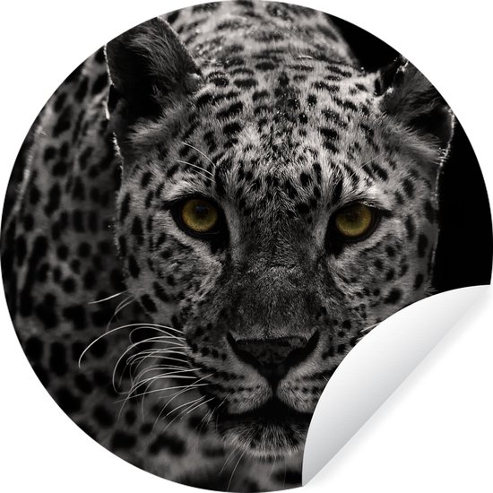 WallCircle - Muurstickers - Behangcirkel - Luipaard - Zwart - Wit - 80x80 cm -... | bol