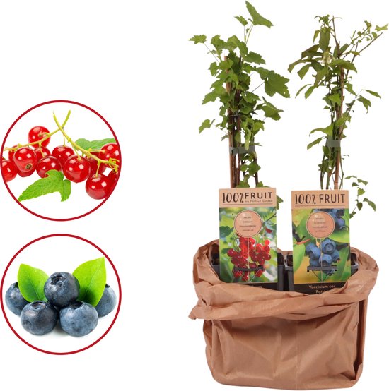 Smoothie planten DUO - 1 rode aalbessenplant - 1 blauwe bessen plant ...