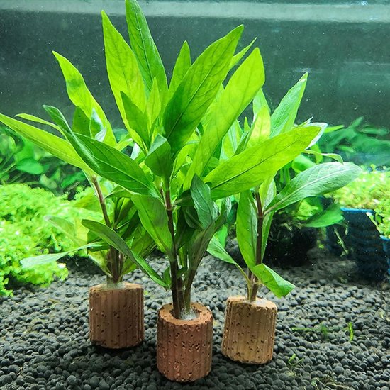 Aquarium accessoires voor het bevestigen van waterplanten - 35 stuks ...