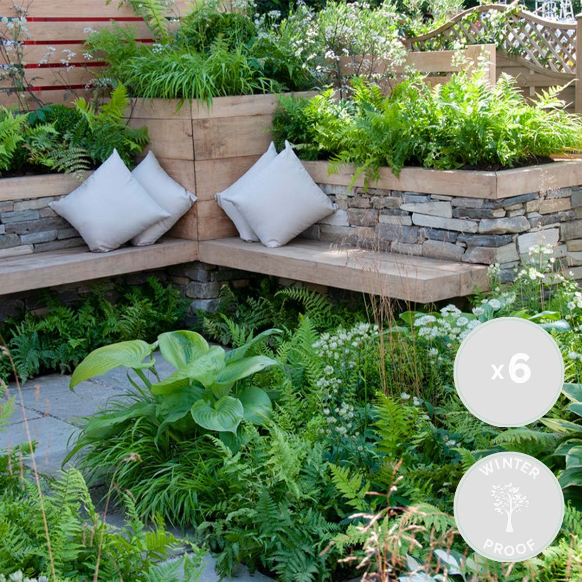 6x Varen Mix - Buitenvaren - Varen - Winterhard - ⌀12 cm - 20-30 cm ...