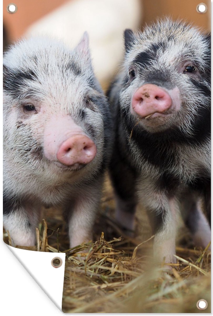 Affiche de jardin - Cochon - Animaux - Ferme - Foin - 40x60 cm - Toiles ...