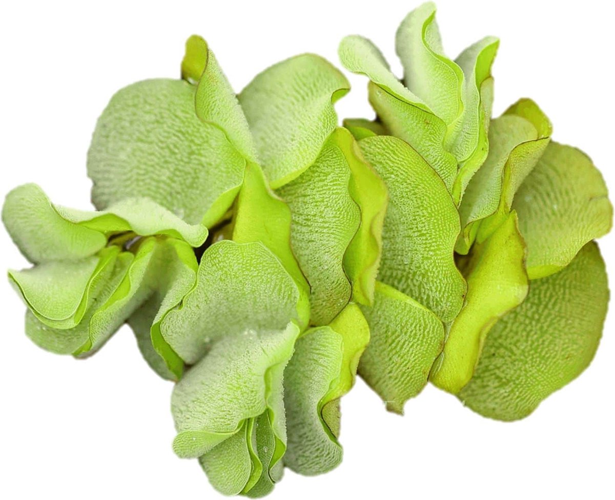 Waterworld Raft Fern Salvinia Natans - 500 ml | bol.com