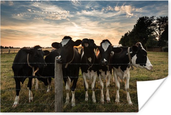 Affiche Vaches - Animaux - Ferme - 30x20 cm | bol