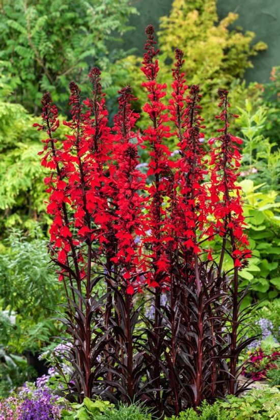 Plants Online - Tuinplanten - Vaste planten - Set van 3 - Lobelia ...