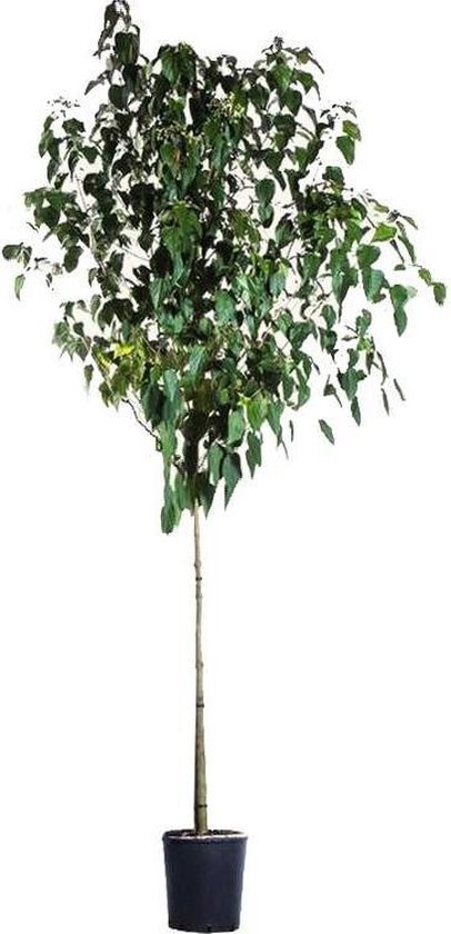 Clerodendrum trichotomum Kansenboom | bol.com