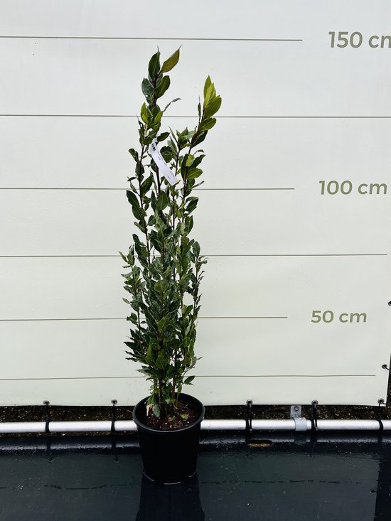 Laurier - struik - hoogte 100 cm | bol