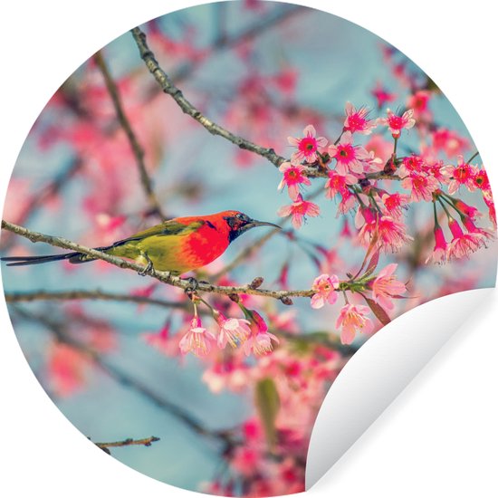 WallCircle - Muurstickers - Behangcirkel - Vogel - Sakura - Kleuren - 30x30 cm -... | bol