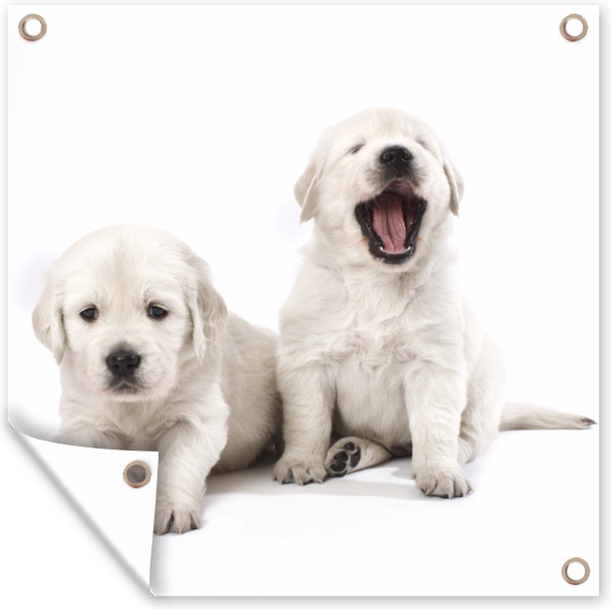 Tuin poster Portret van Golden Retriever puppy's - 200x200 cm | bol.com