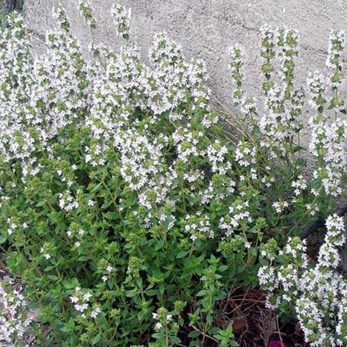 6 x Thymus Vulgaris 'Compactus' - Thym commun 'Compactus' godet 9cm x ...