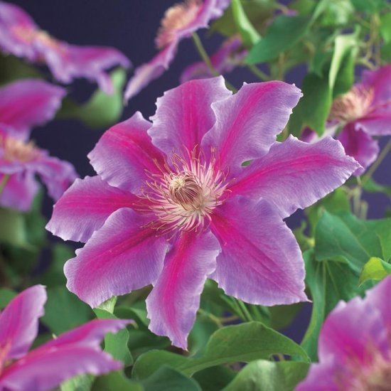 3 stuks - Van der starre - Klimplant Clematis Dr. Ruppel 75 cm | bol