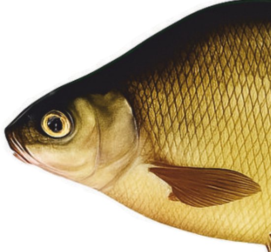 Real Fish Trofee Brasem 20 cm Vis Prijs Viswedstrijd Witviswedstrijd ...