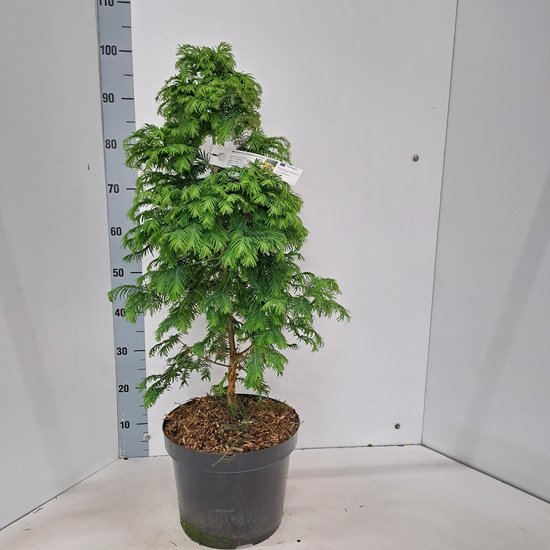 Metasequoia glypt. 'Daweswood Tawny Fleece' - Watercipres | 40-50 cm ...