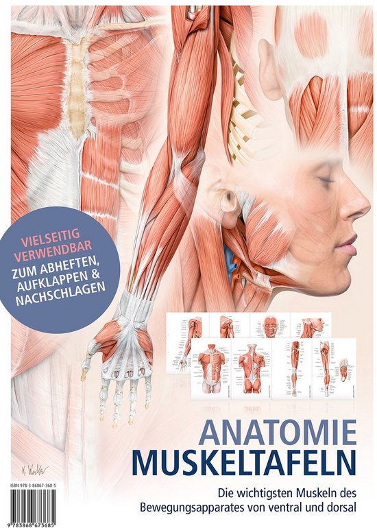 Belangrijke Anatomische Musculatuur: Moscheing van Muscles van het ...