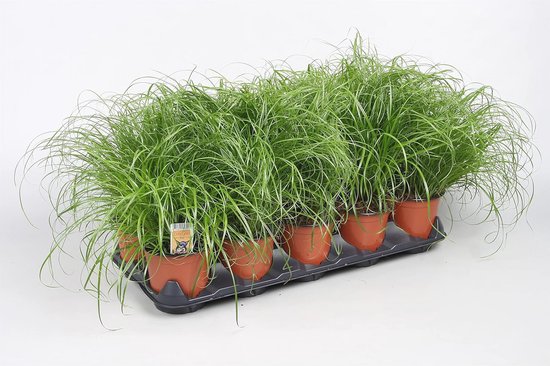 Cyperus Zumula Kattengras 30 cm - 3 Potten Cyperngras | bol