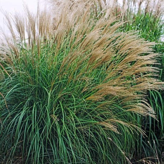Plants Online BV - Planten - Tuinplanten - Siergrassen - Set van 1 ...
